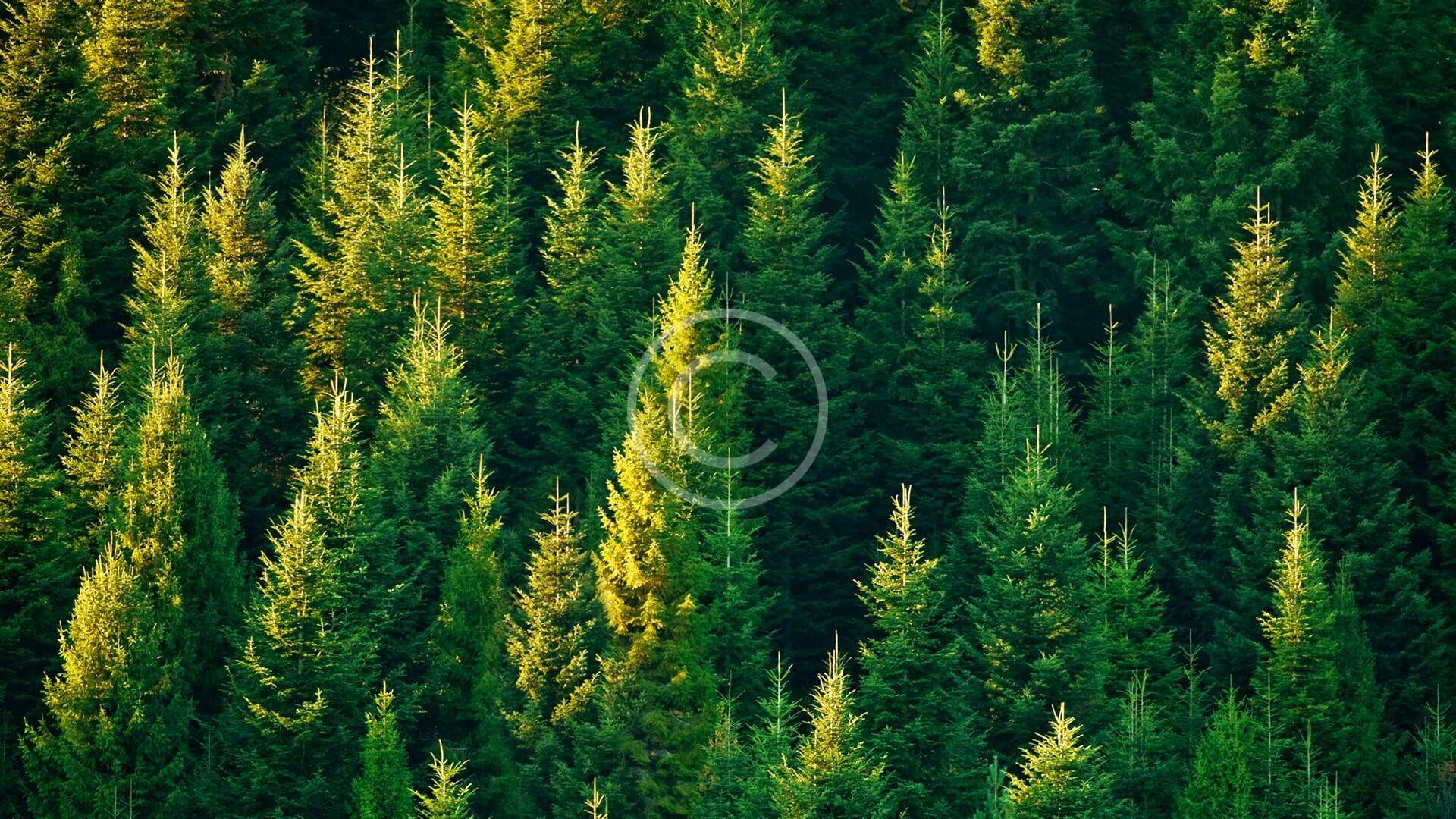 Campaigning – Stratus Force